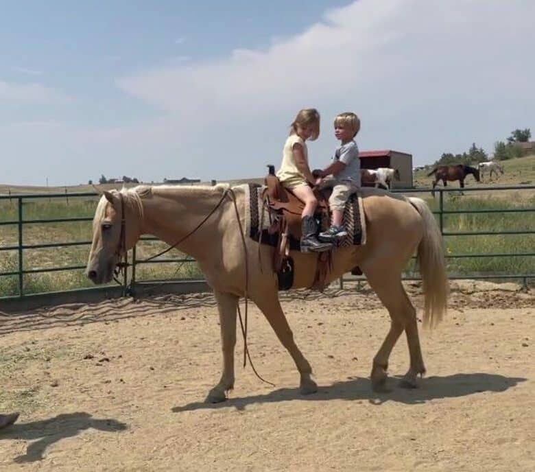 Horses Sold Archives - Page 16 of 44 | Thehorsebay.com