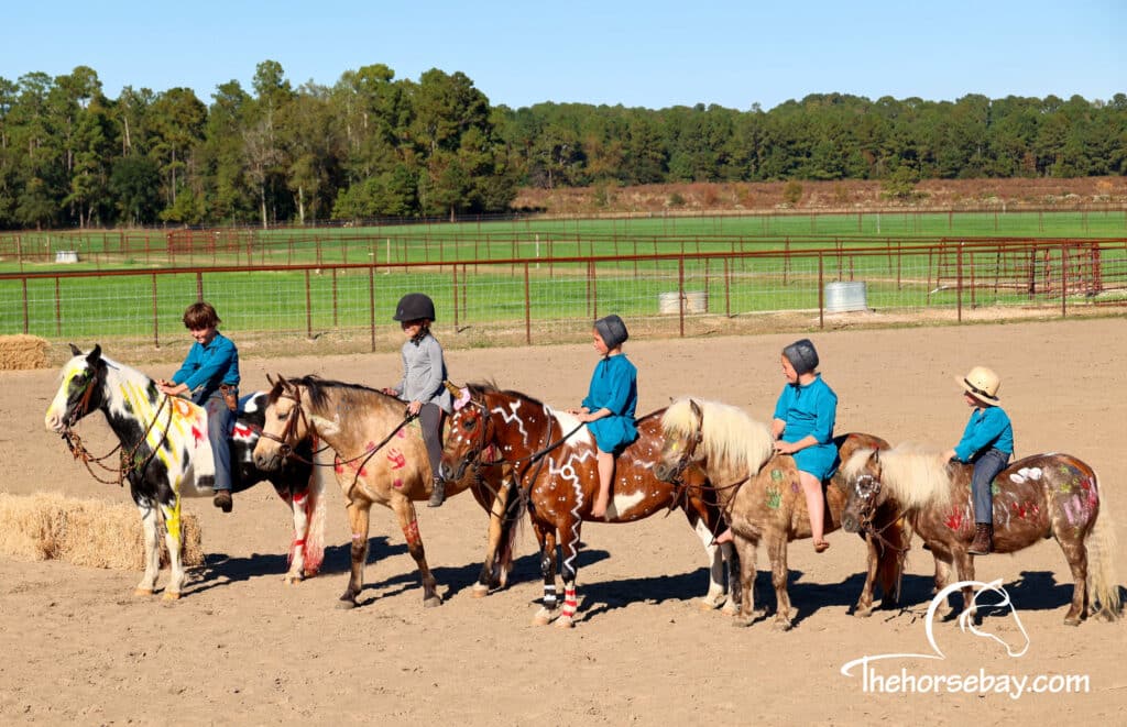 Fancy | Thehorsebay.com