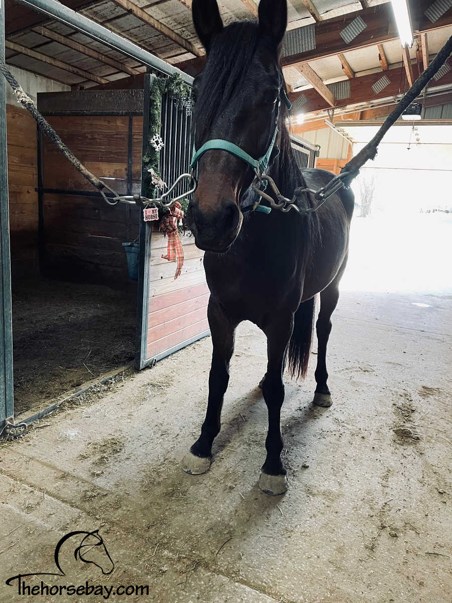 Tymara of Imperial Reign Friesians | Thehorsebay.com