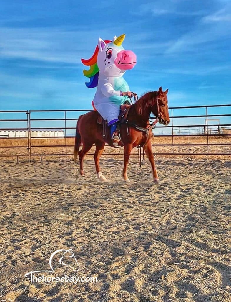 Fizz | Thehorsebay.com