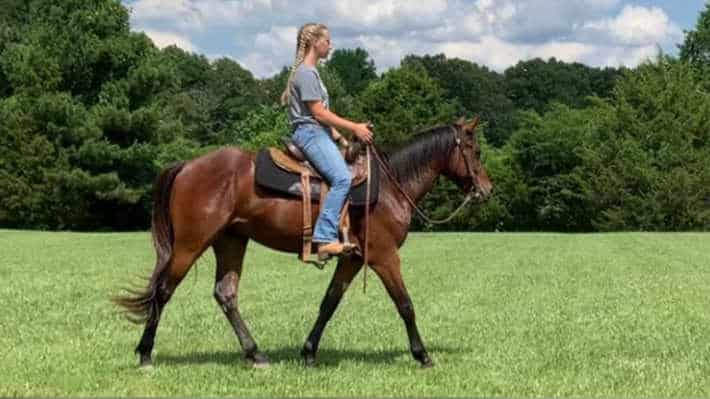 Chip | Thehorsebay.com