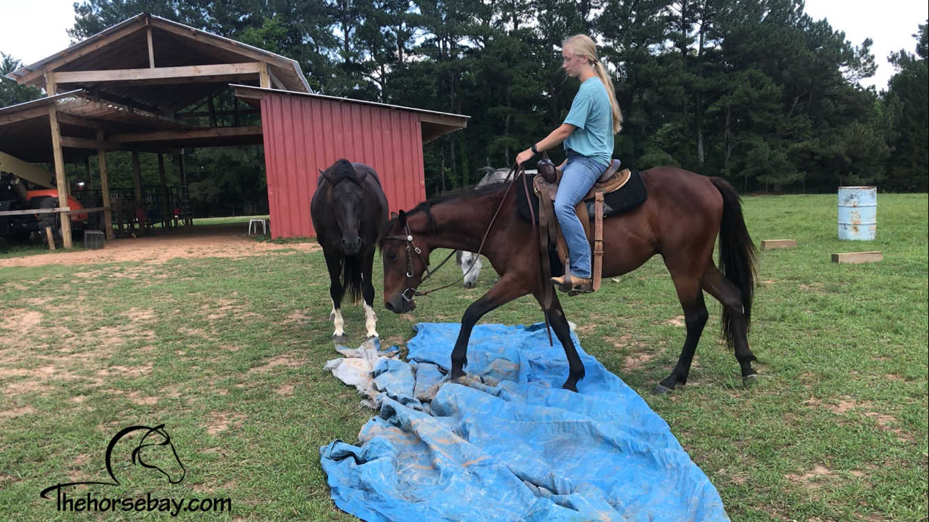 Chip | Thehorsebay.com