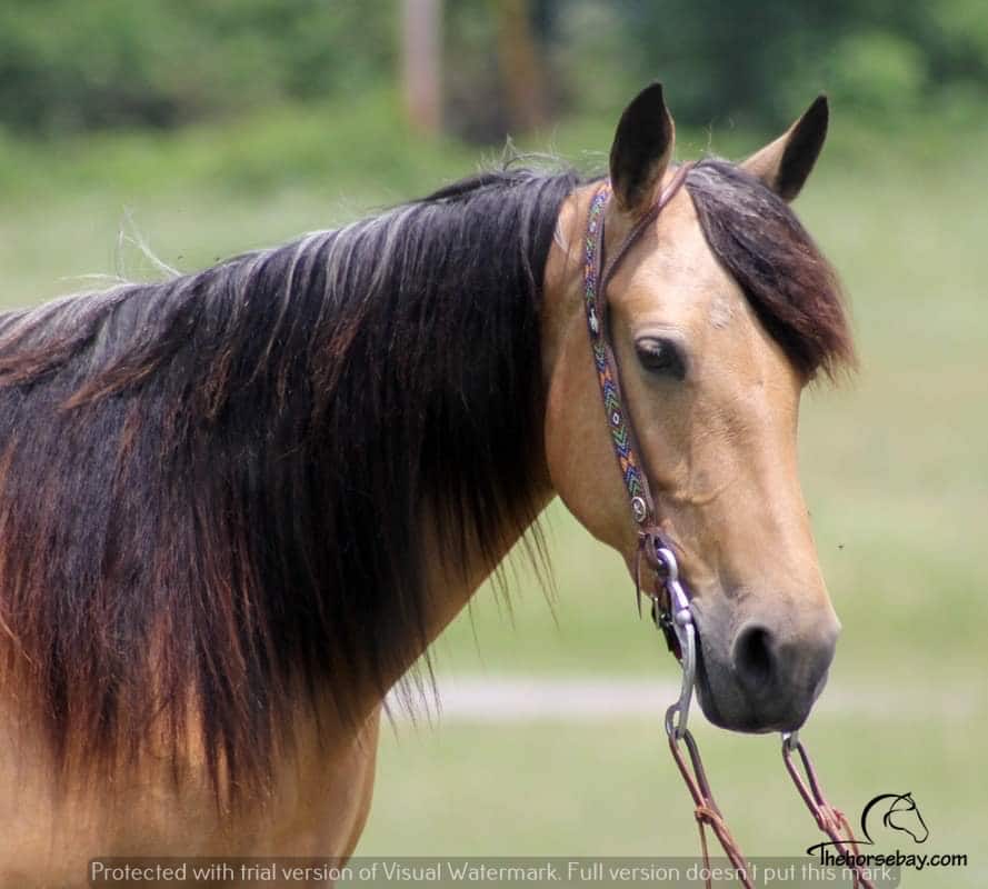 Rowdy’s Show Baby | Thehorsebay.com