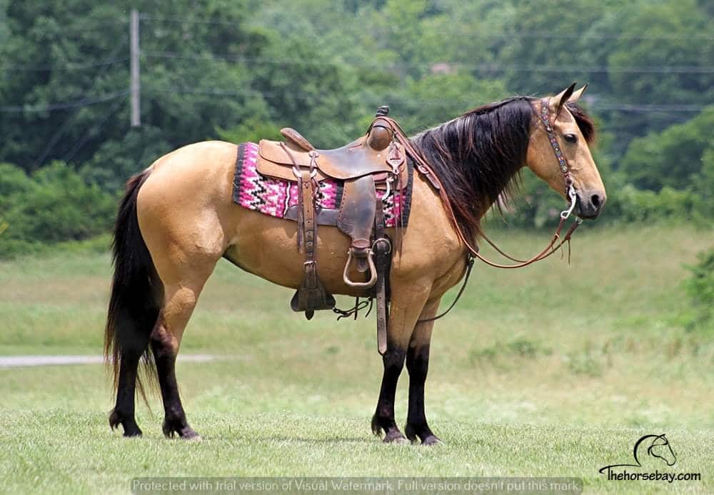 Rowdy’s Show Baby | Thehorsebay.com