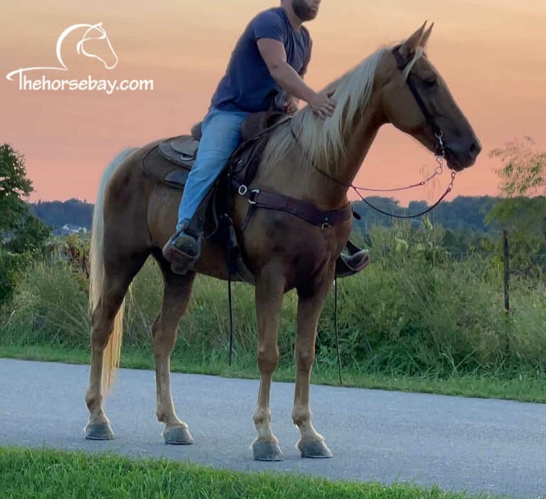 Montana | Thehorsebay.com