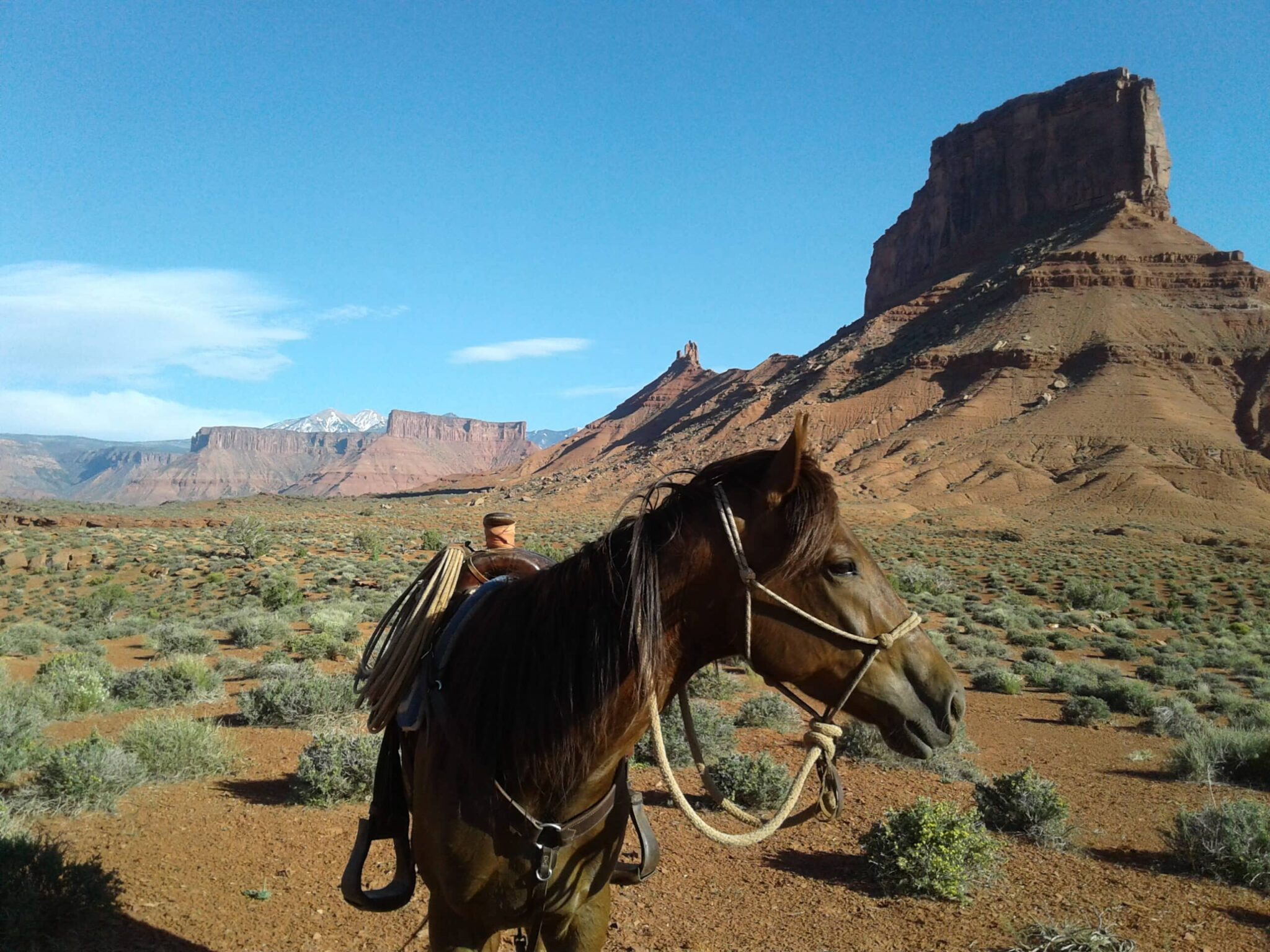 Wachi | Thehorsebay.com