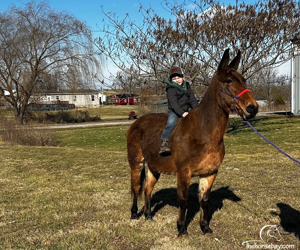 Festus | Thehorsebay.com