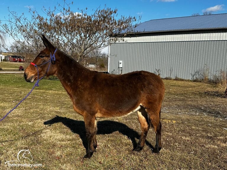 Festus | Thehorsebay.com