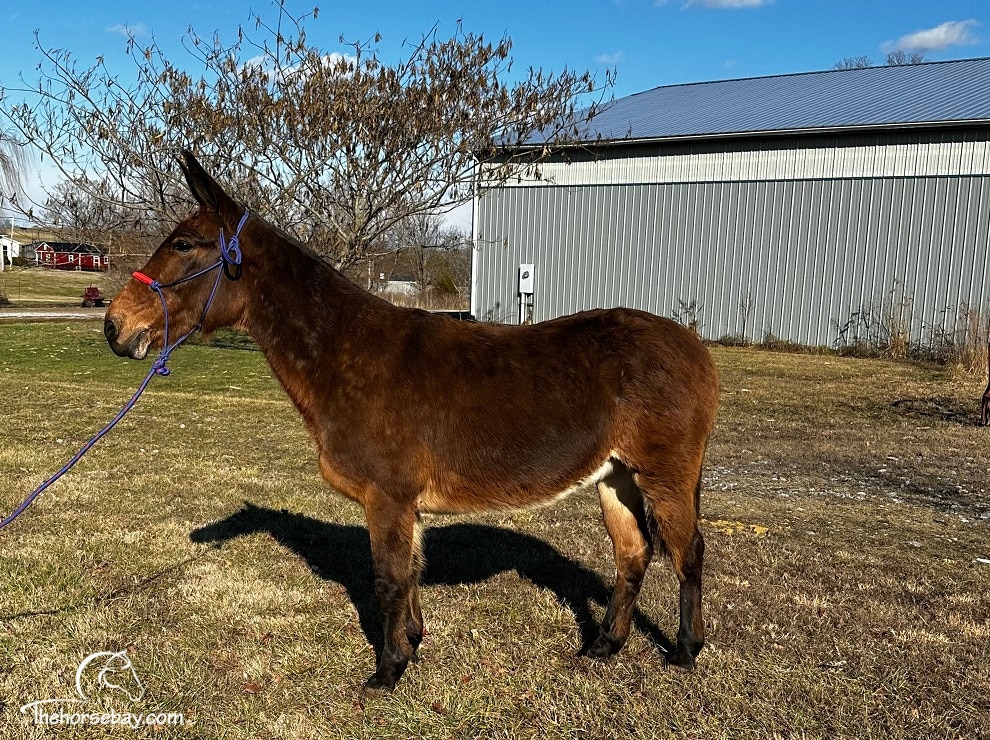 Festus | Thehorsebay.com