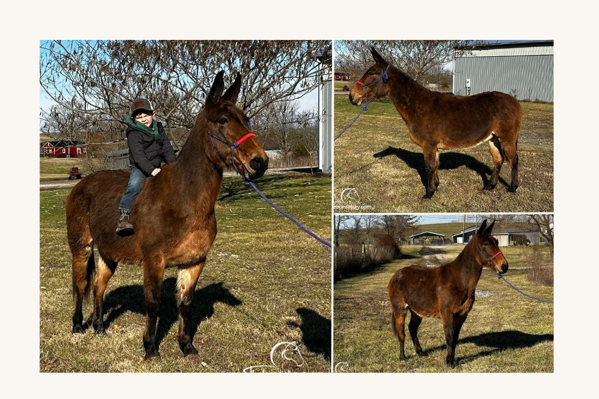 Festus | Thehorsebay.com