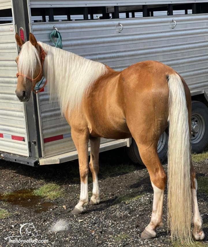 Apollo 1 Horse