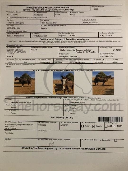 Midnight Rowdy (Knight) | Thehorsebay.com