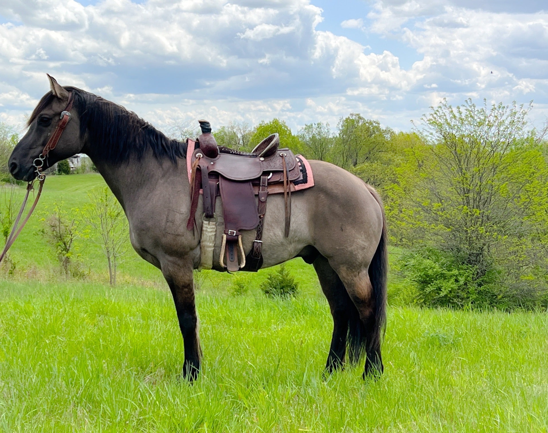 EZ | Thehorsebay.com