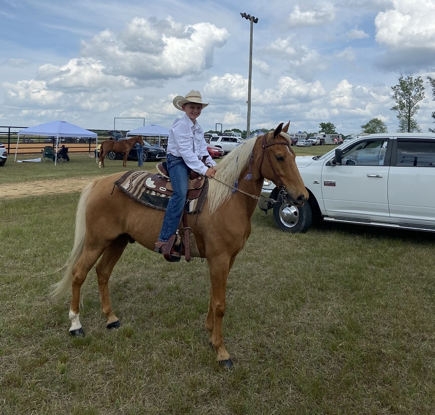 Ozark Golden Fox (Slick) | Thehorsebay.com