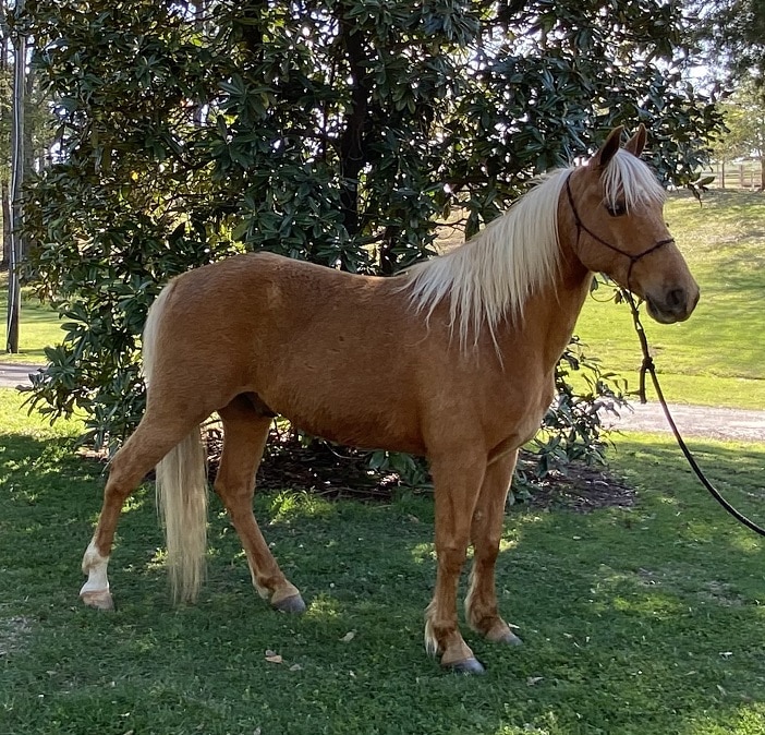 Ozark Golden Fox (Slick) | Thehorsebay.com
