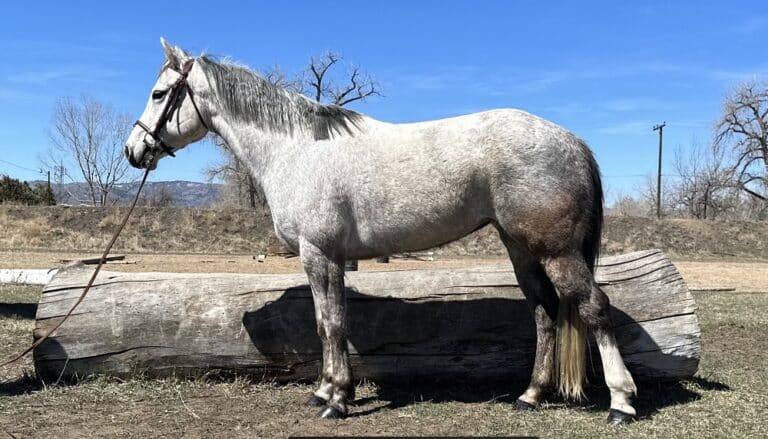 Prada | Thehorsebay.com