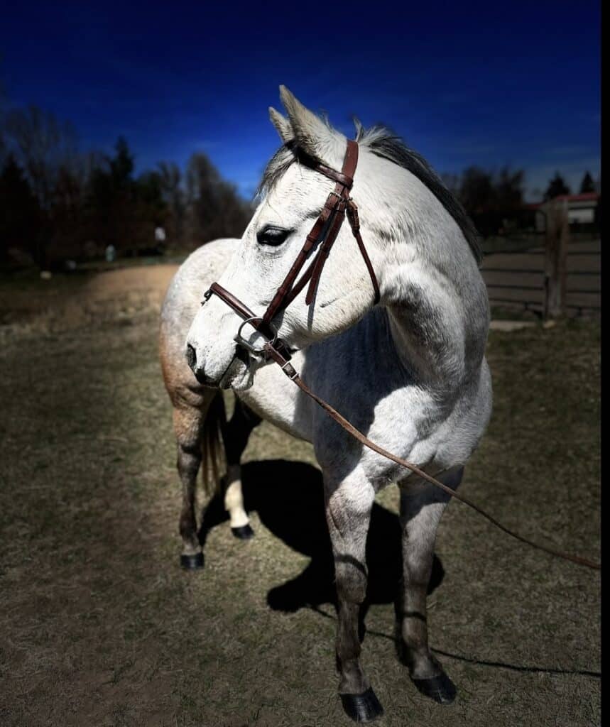 Prada | Thehorsebay.com