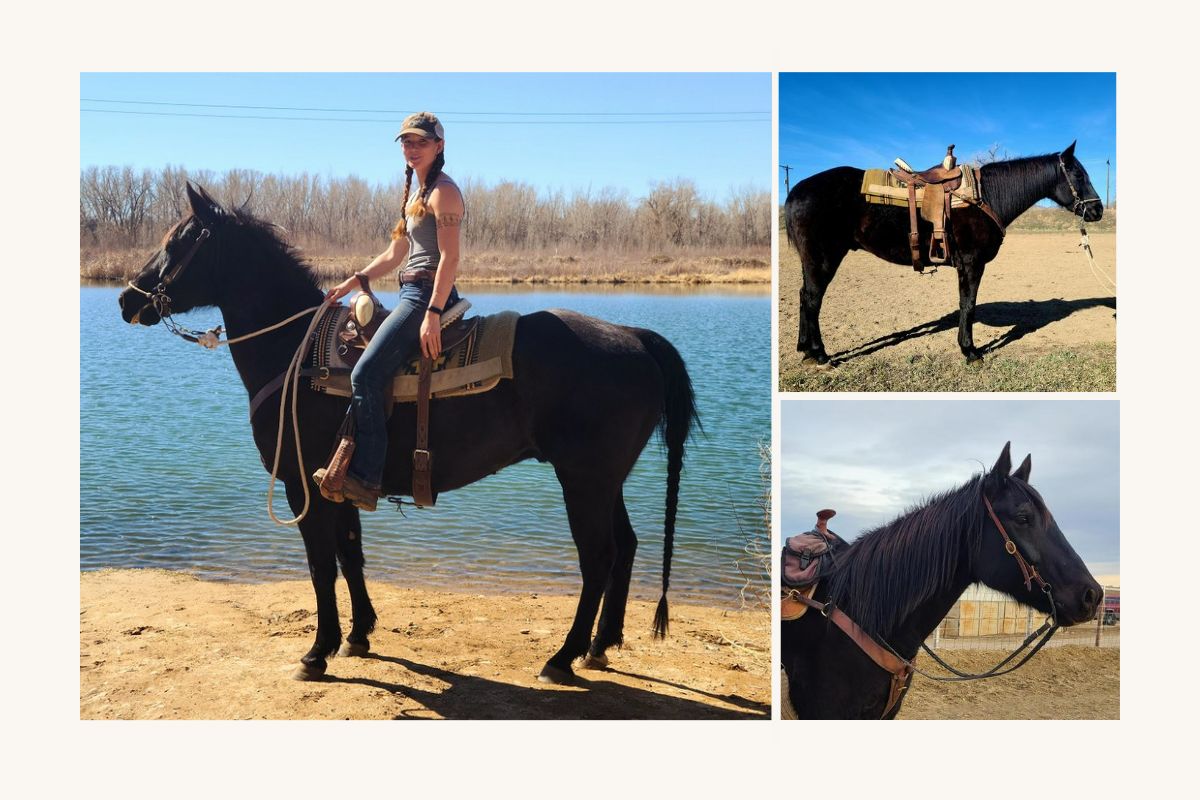 Spartan | Thehorsebay.com