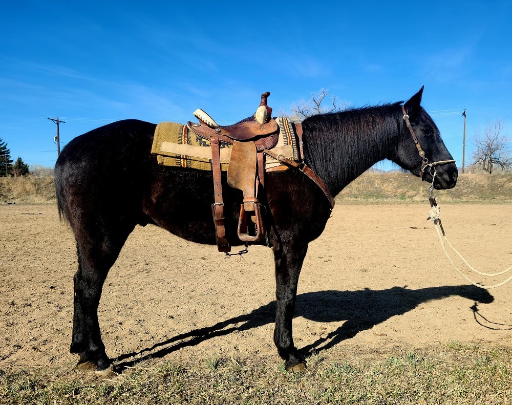 Spartan | Thehorsebay.com