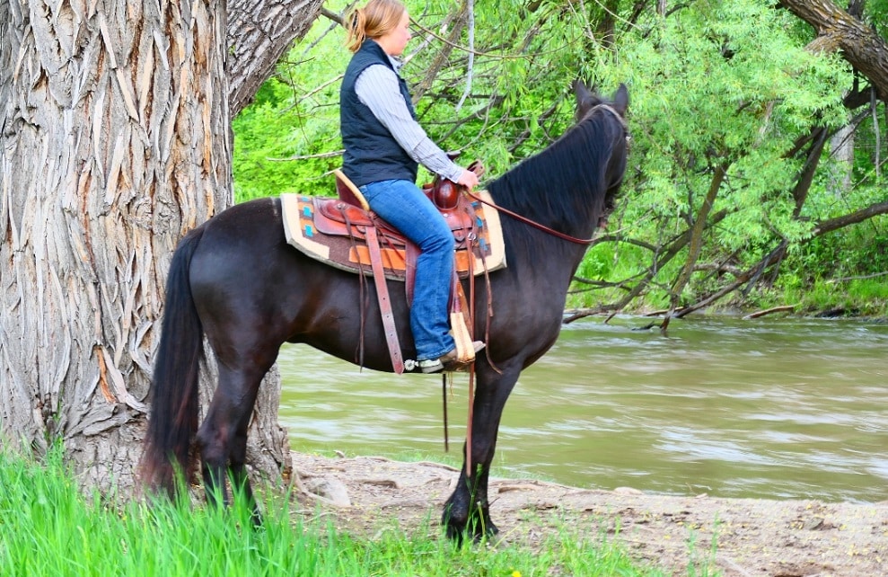 Rhianna | Thehorsebay.com