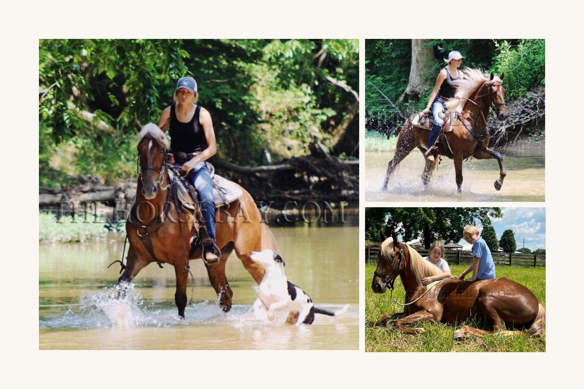 Copperfield’s Boot Scoot | Thehorsebay.com