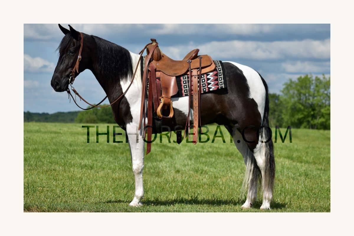 Jason Leger Archives - Thehorsebay.com