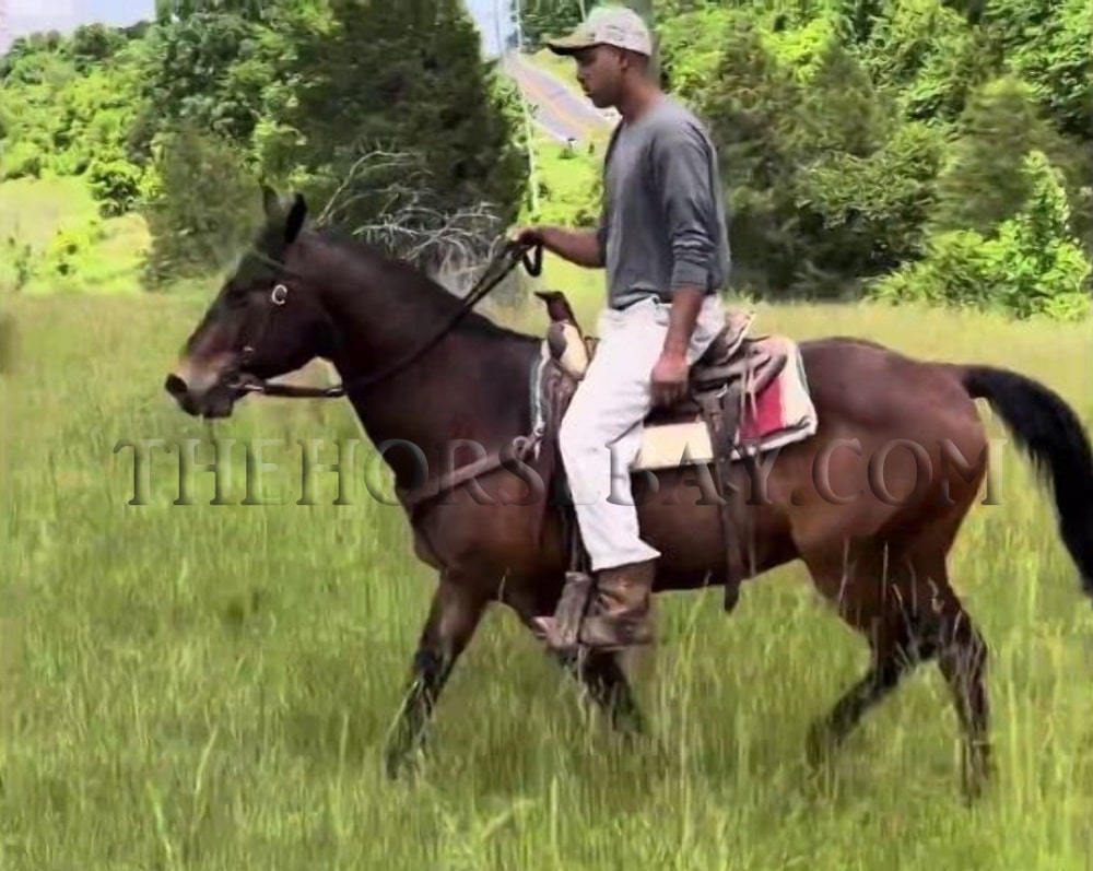 Gunner | Thehorsebay.com
