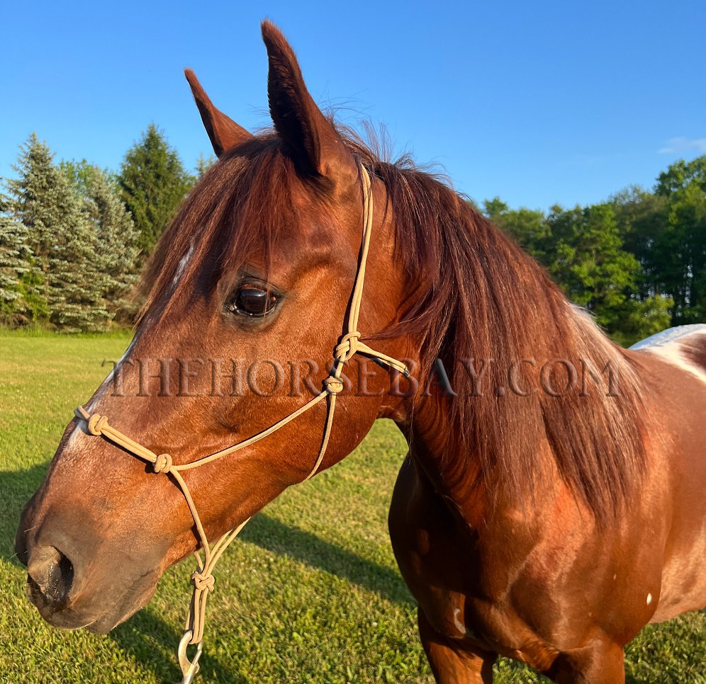 Reba's Ruby | Thehorsebay.com
