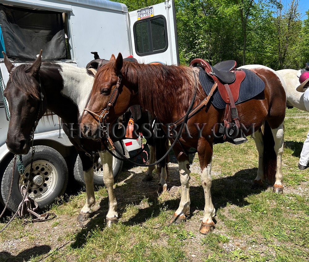 Reba's Ruby | Thehorsebay.com