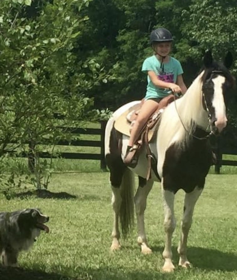 Trigger | Thehorsebay.com