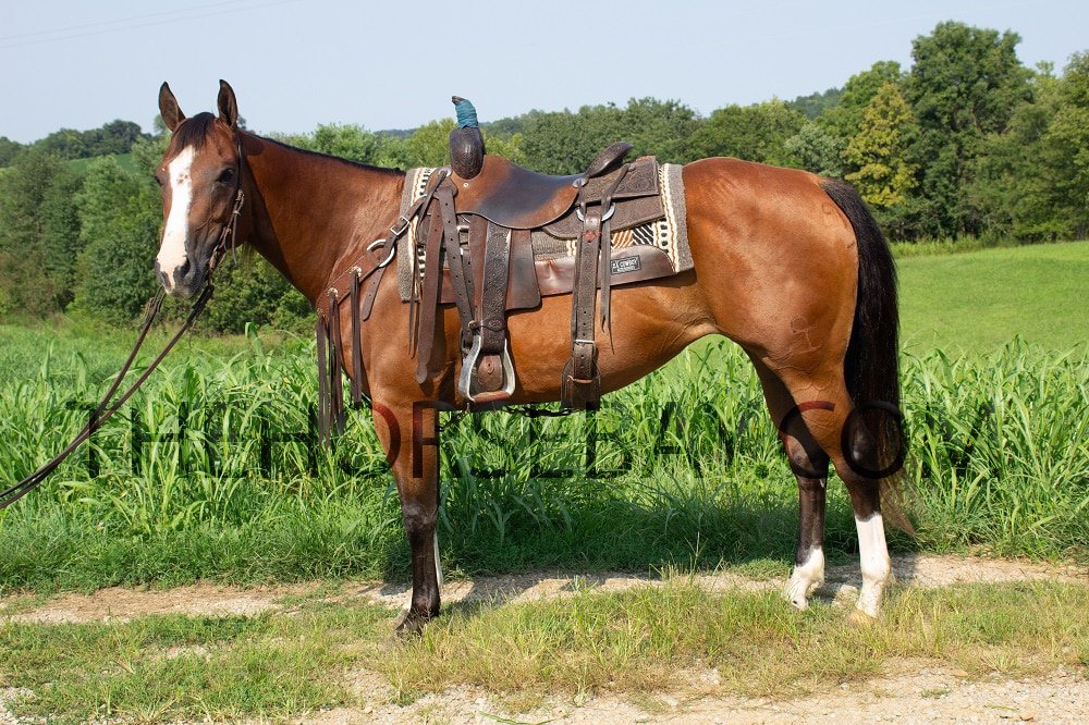 MS BECCA BARON (Belle) | Thehorsebay.com
