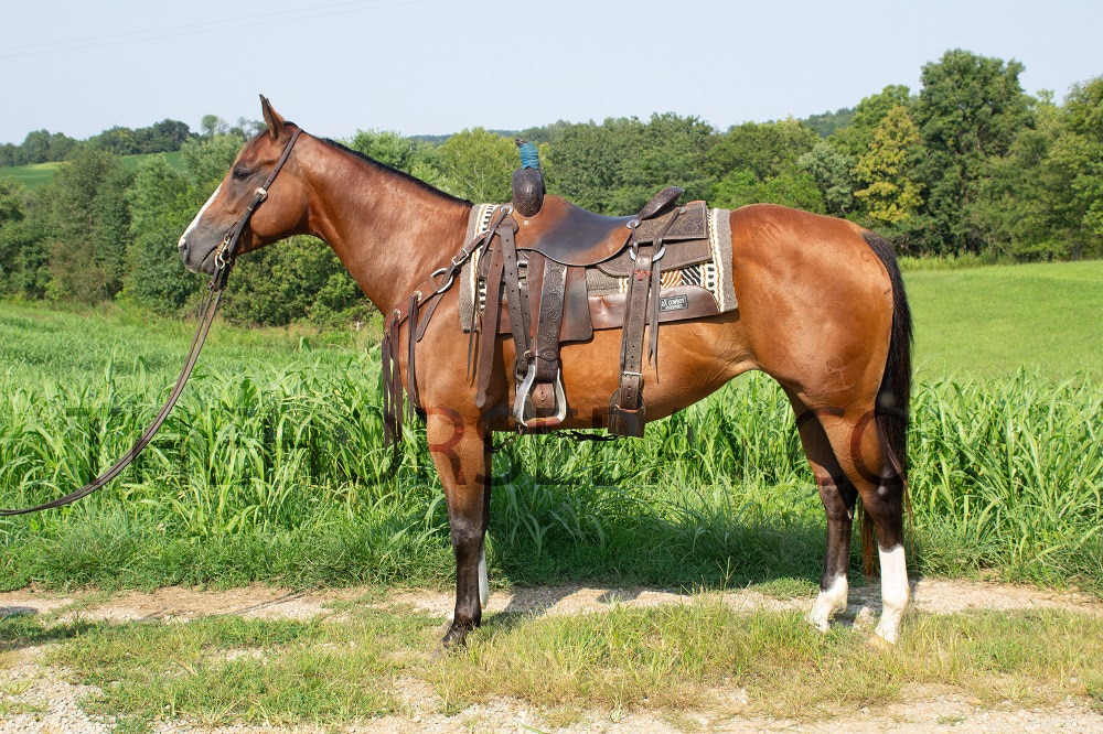 MS BECCA BARON (Belle) | Thehorsebay.com