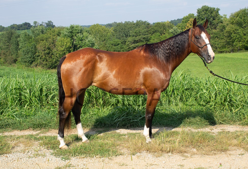 MS BECCA BARON (Belle) | Thehorsebay.com