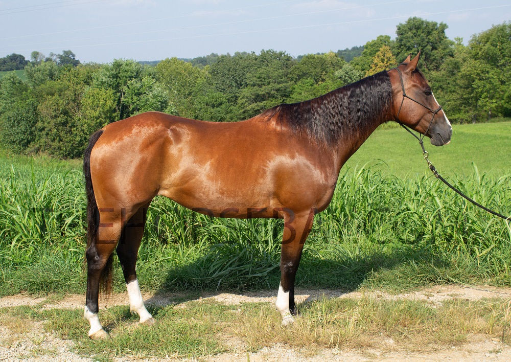 MS BECCA BARON (Belle) | Thehorsebay.com