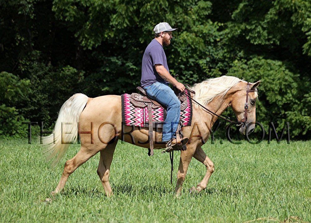 Goldy Locks | Thehorsebay.com
