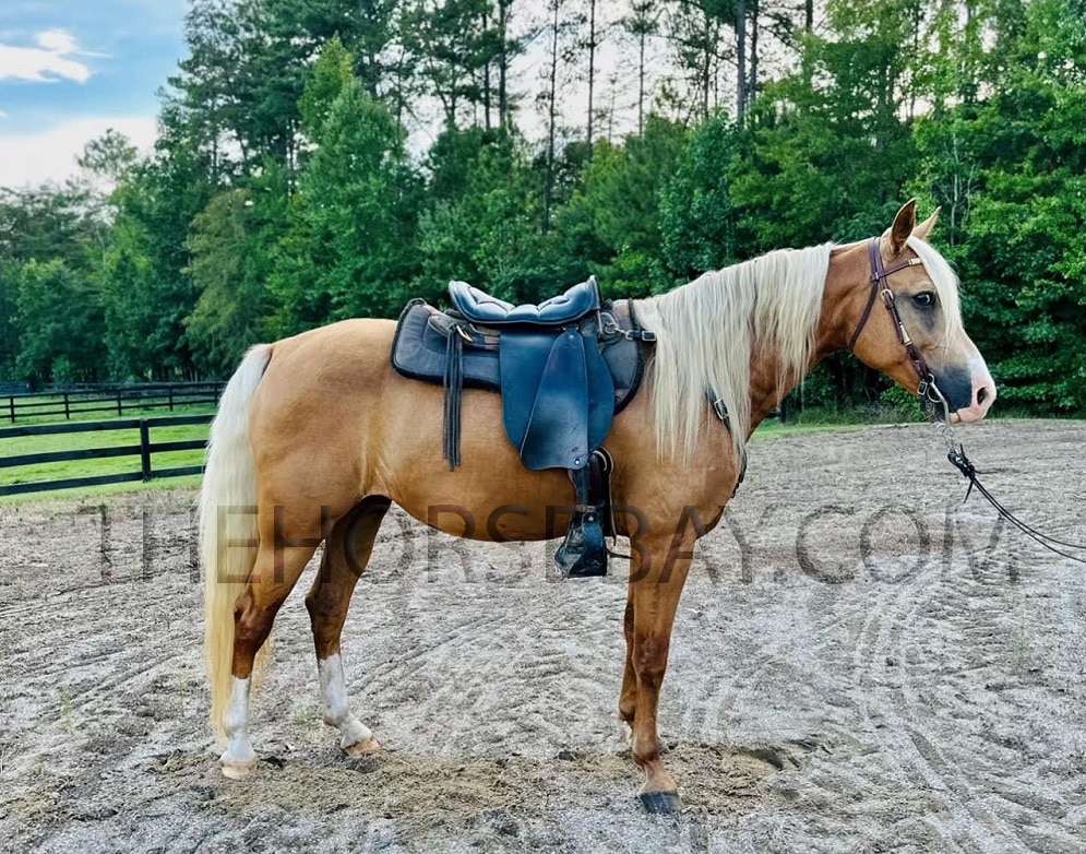Playboys Southern Grace "Abby" | Thehorsebay.com