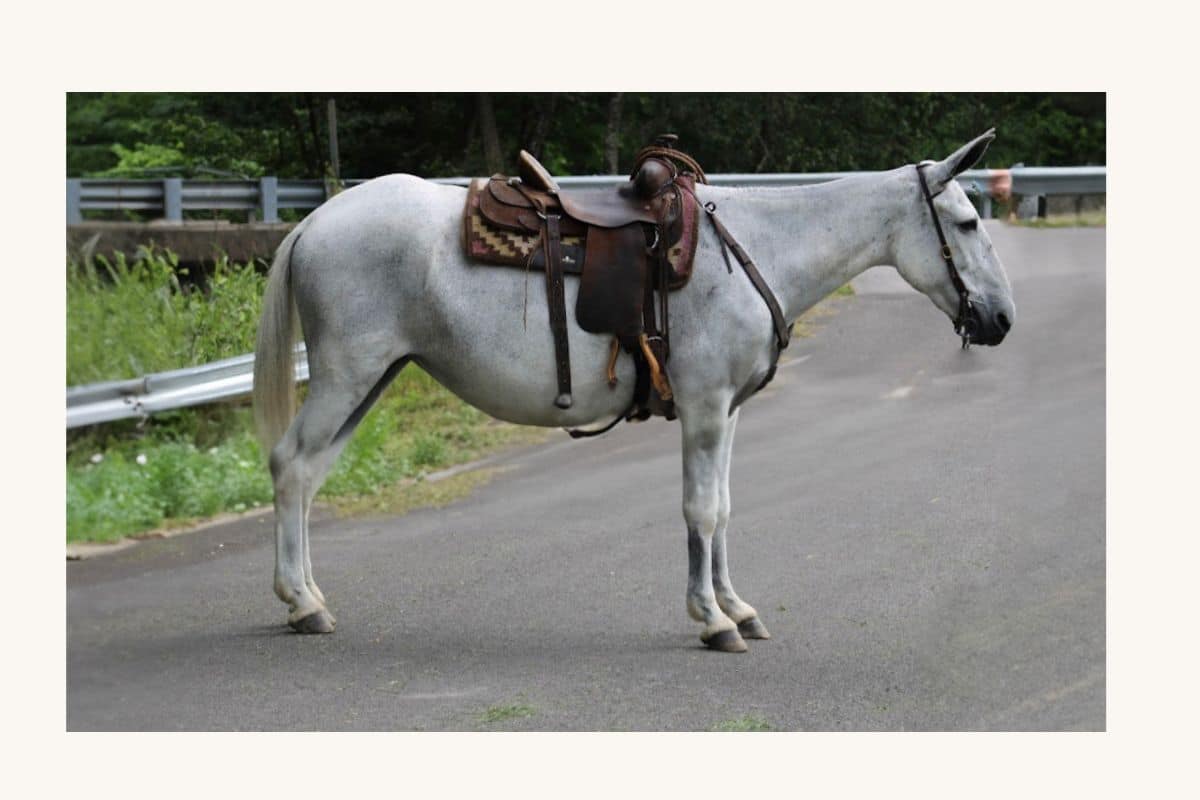 Mabel | Thehorsebay.com