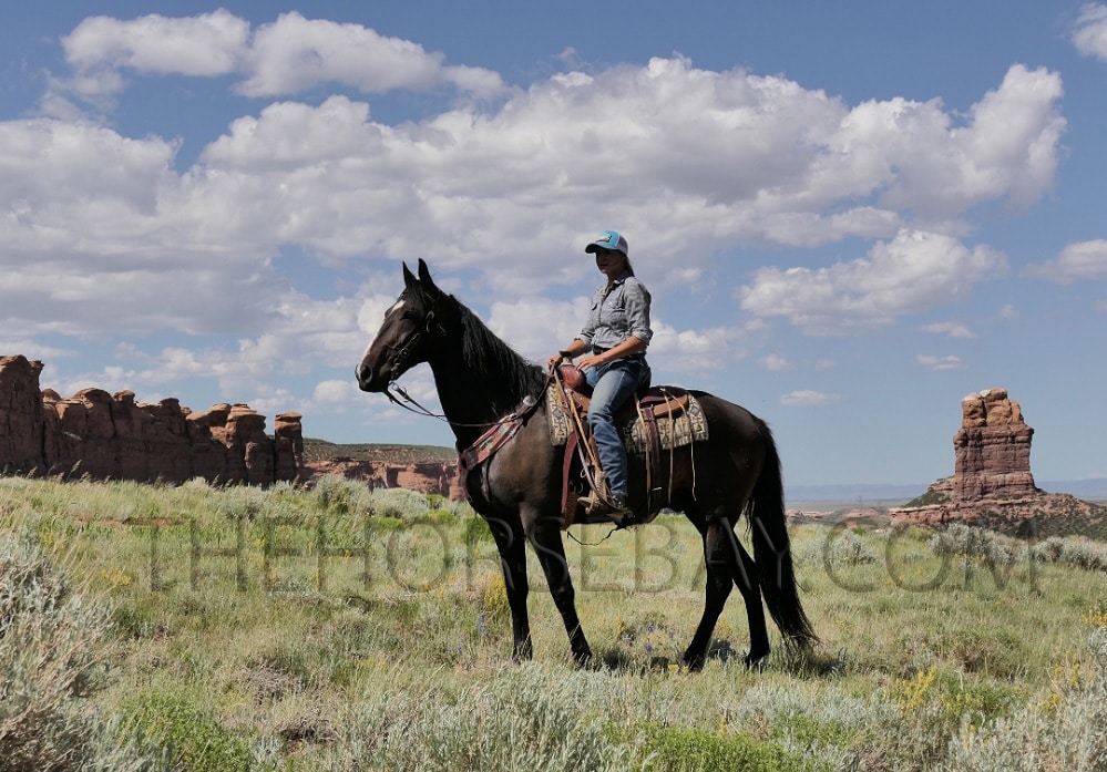 Spivey | Thehorsebay.com