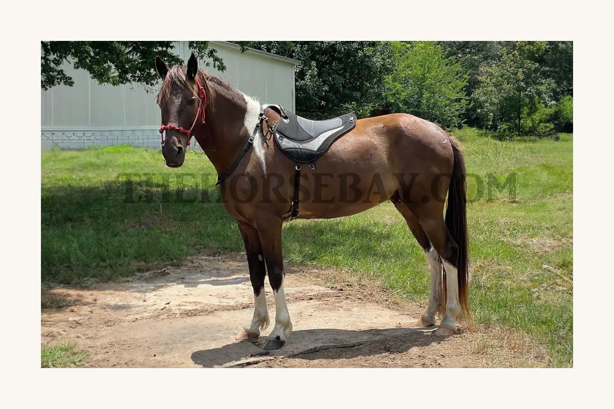 Shadow | Thehorsebay.com