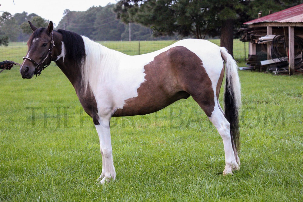 Undertaker’s Texas Tradition (Chrome) | Thehorsebay.com