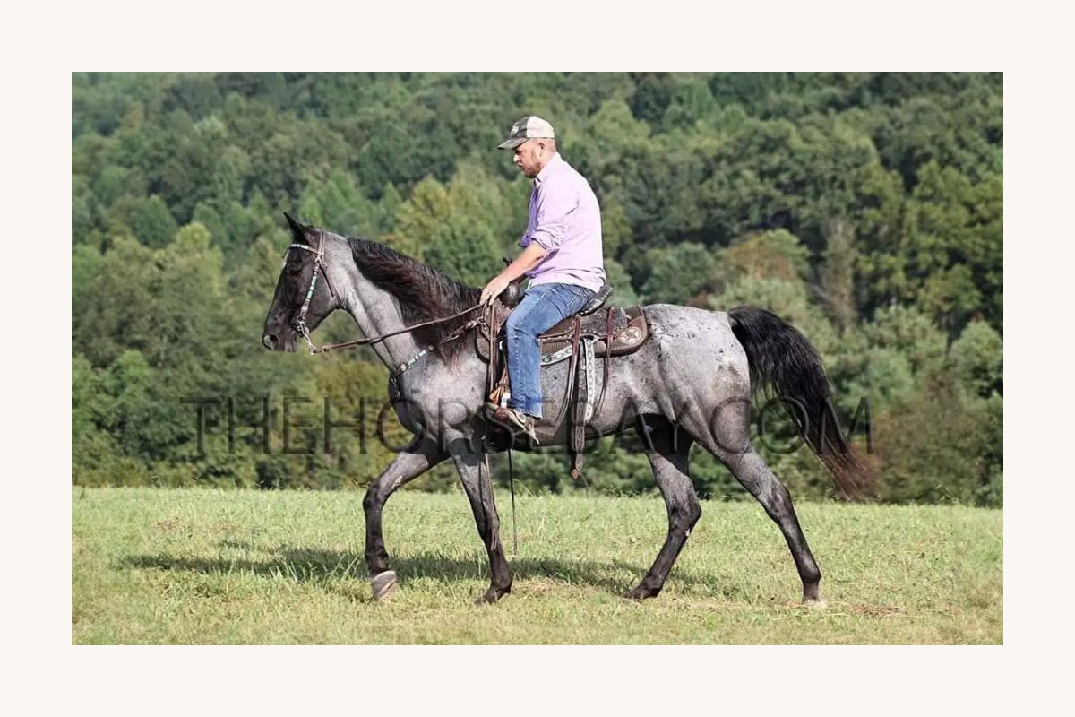 Blue | Thehorsebay.com