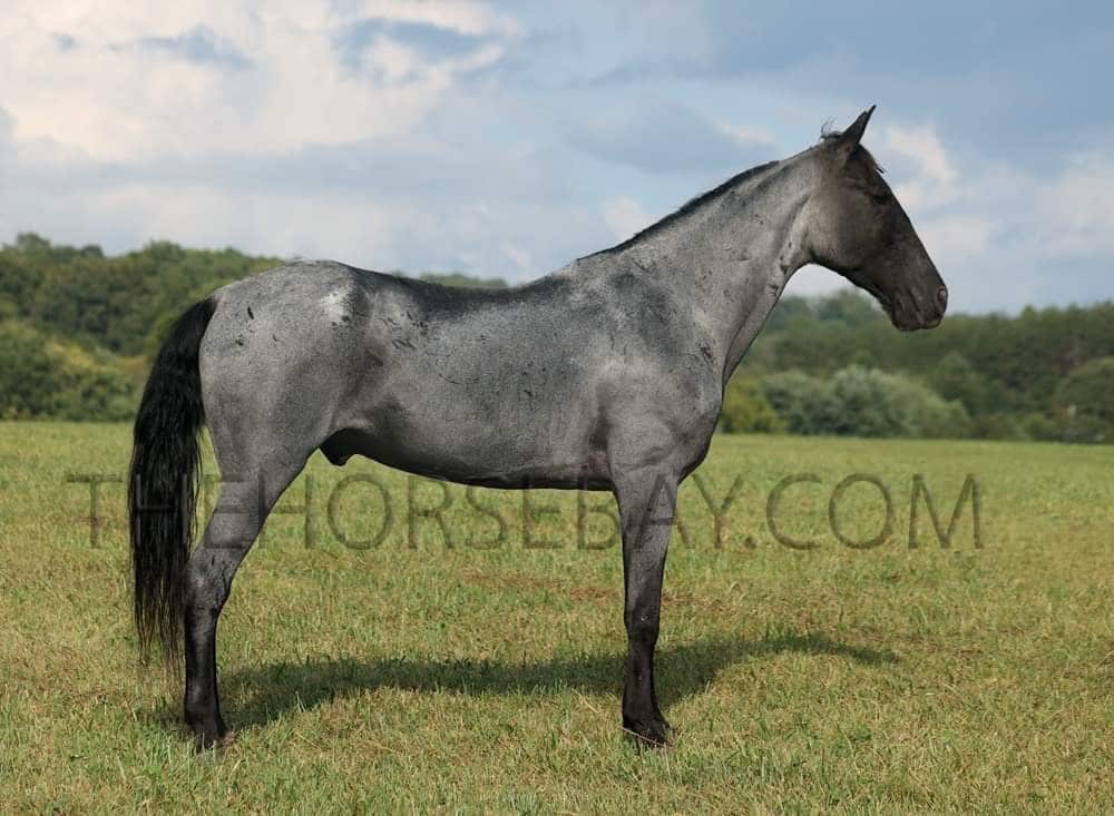 Blue | Thehorsebay.com