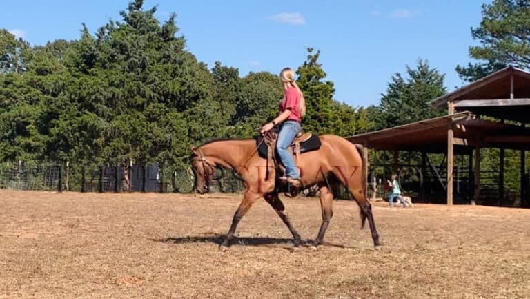 Annie | Thehorsebay.com