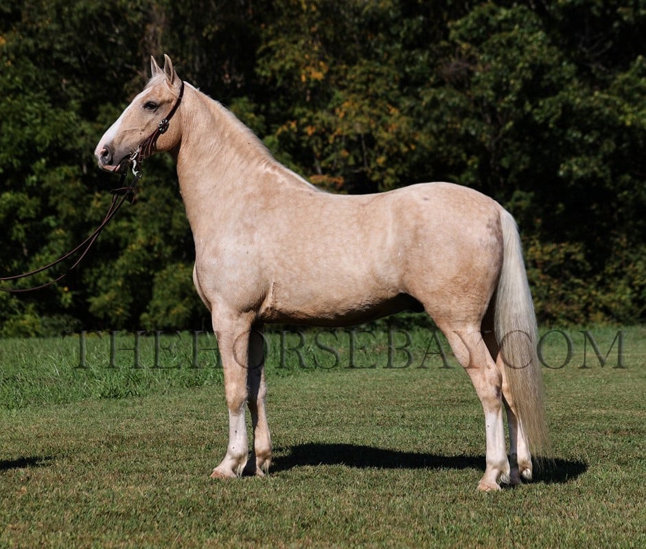 Boomer | Thehorsebay.com