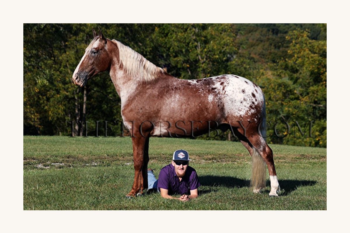 Cowboy Cadillac | Thehorsebay.com