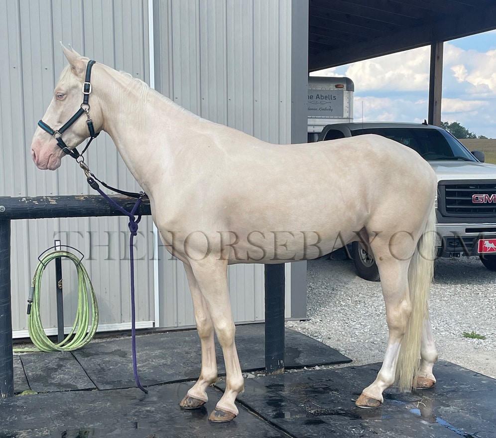 Nash | Thehorsebay.com