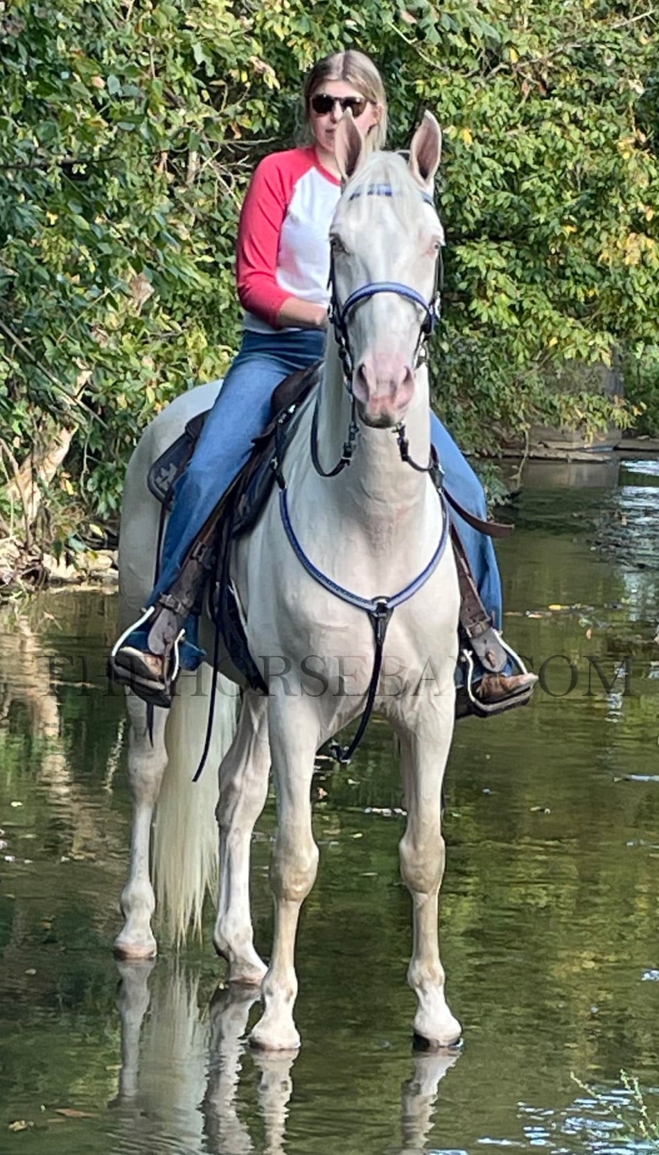 Nash | Thehorsebay.com