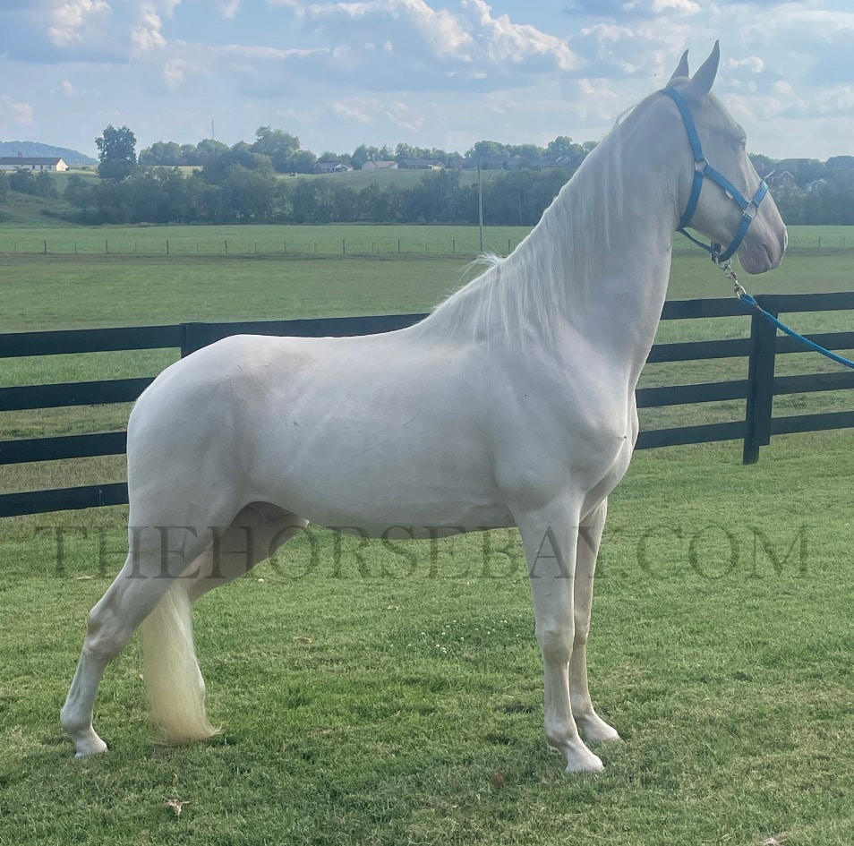 Nash | Thehorsebay.com