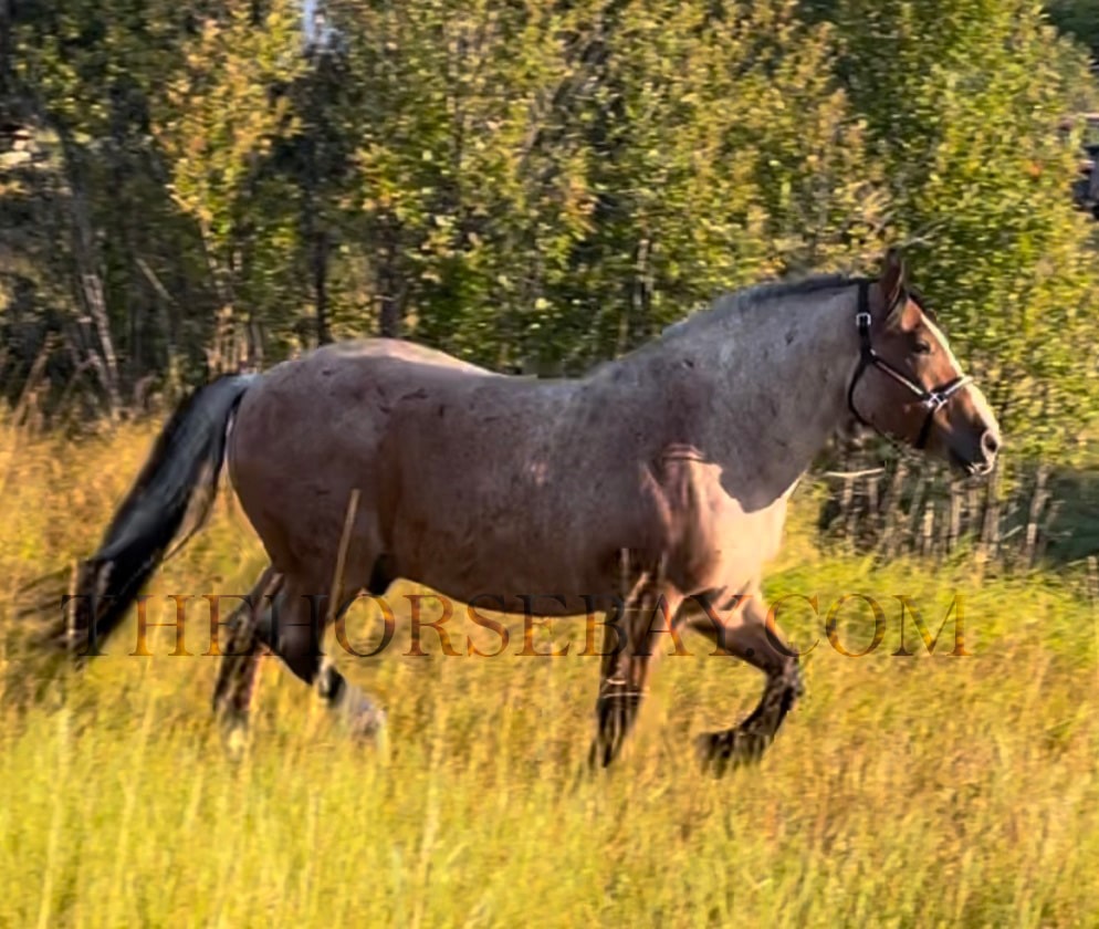 Roanin Mywhiskey "Theo" | Thehorsebay.com