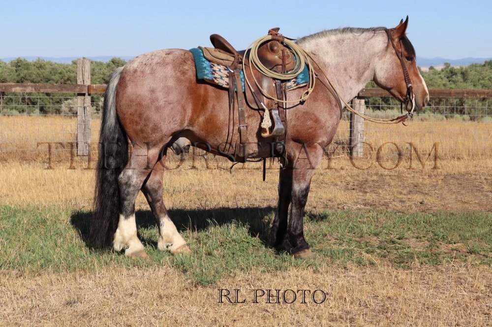 Roanin Mywhiskey "Theo" | Thehorsebay.com